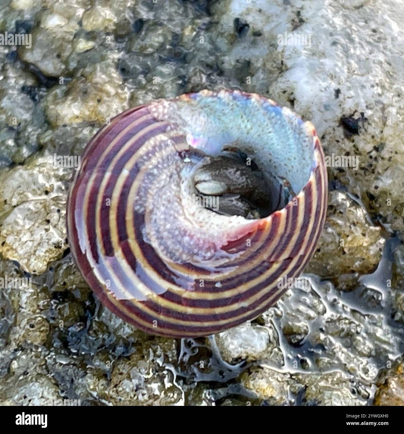 Blue-Ringed Top Snail (Calliostoma ligatum Stock Photo - Alamy