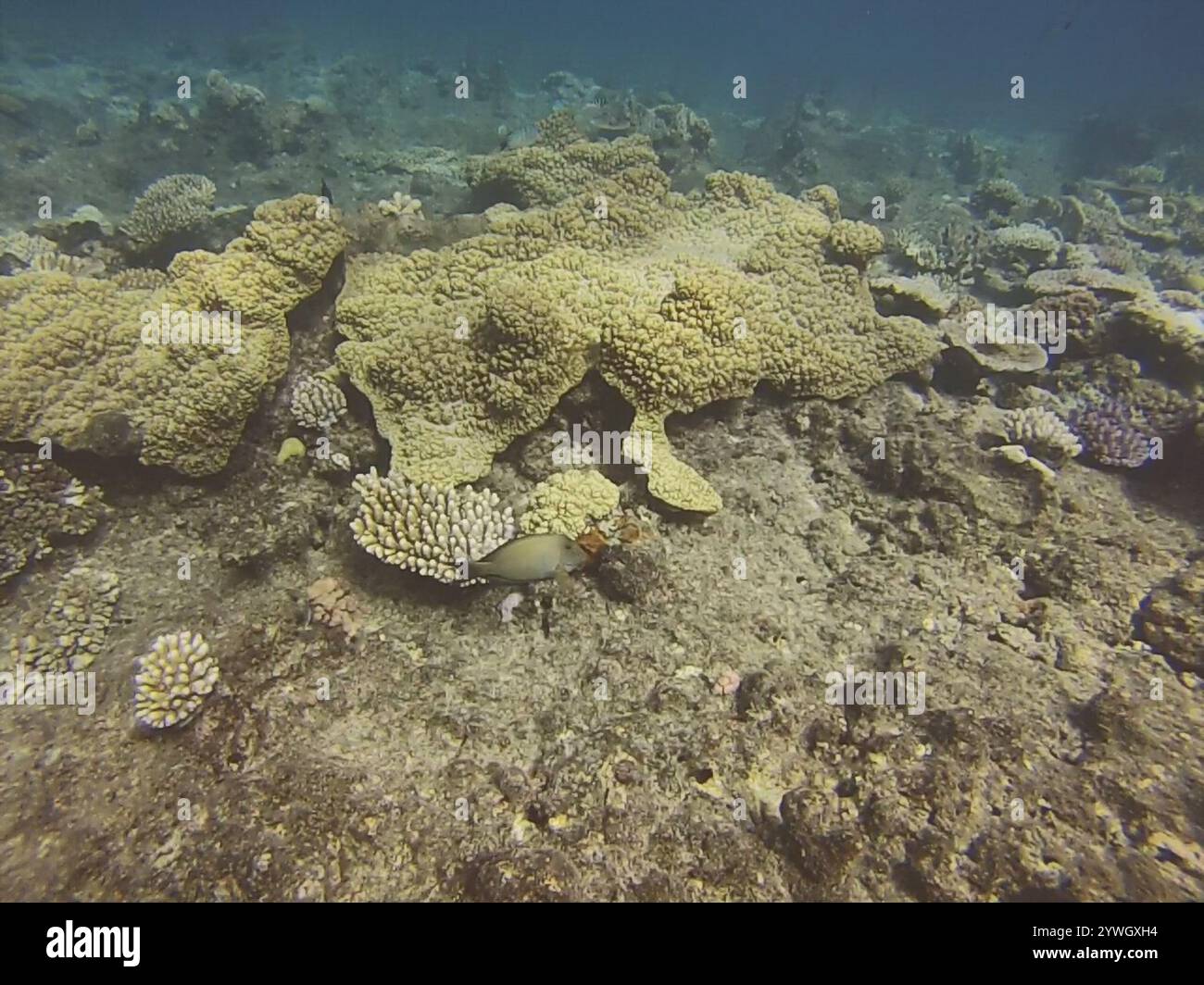 Surgeonfishes, Tangs, and Unicornfishes (Acanthuridae Stock Photo - Alamy