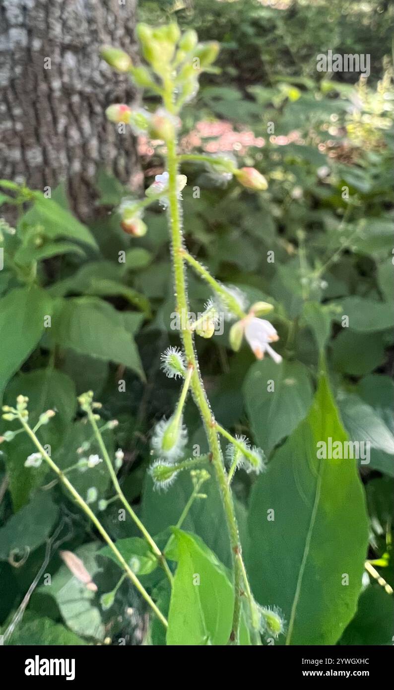 broadleaf enchanter's nightshade (Circaea canadensis Stock Photo - Alamy
