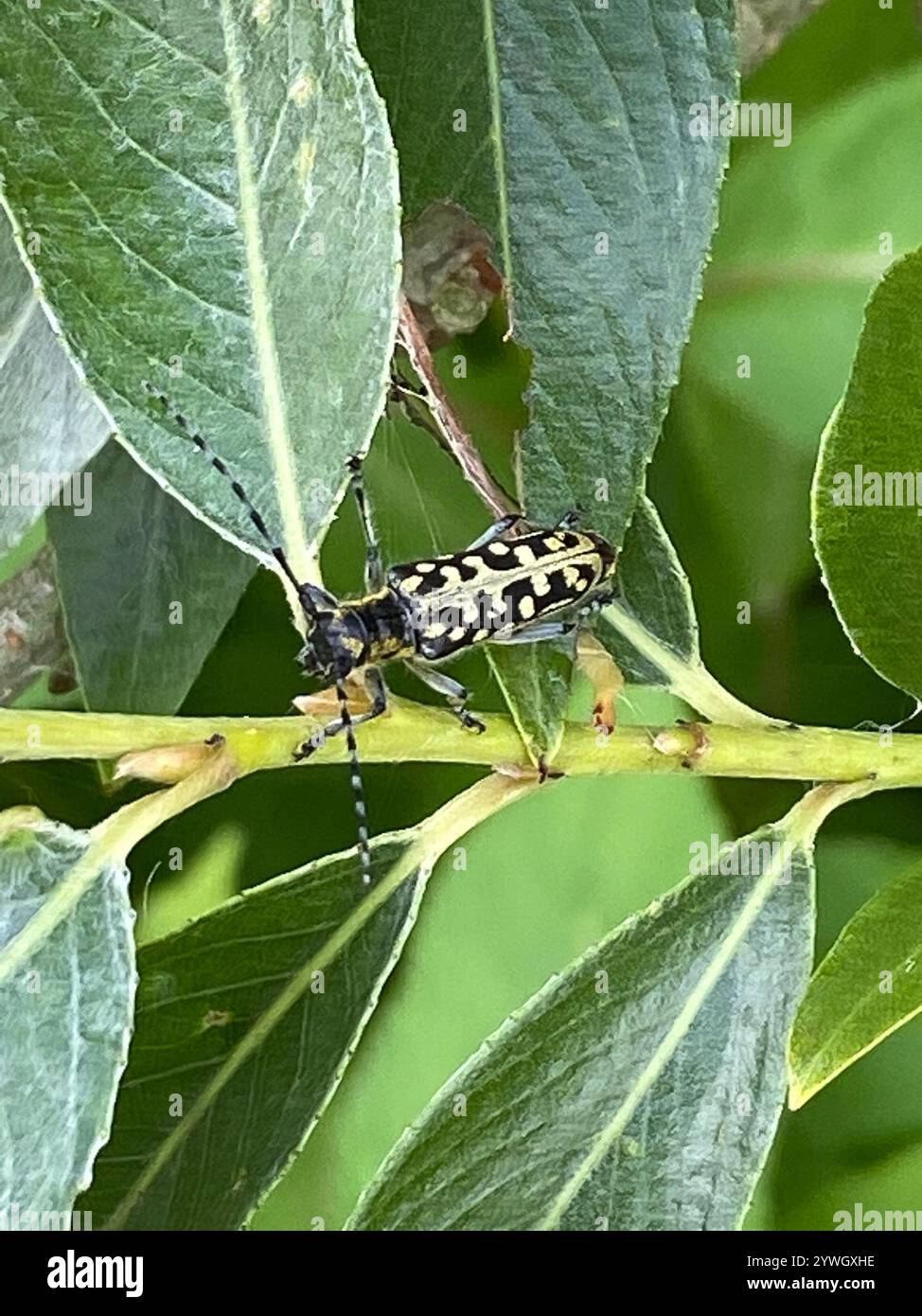 Saperda scalaris longhorn beetle hi-res stock photography and images ...