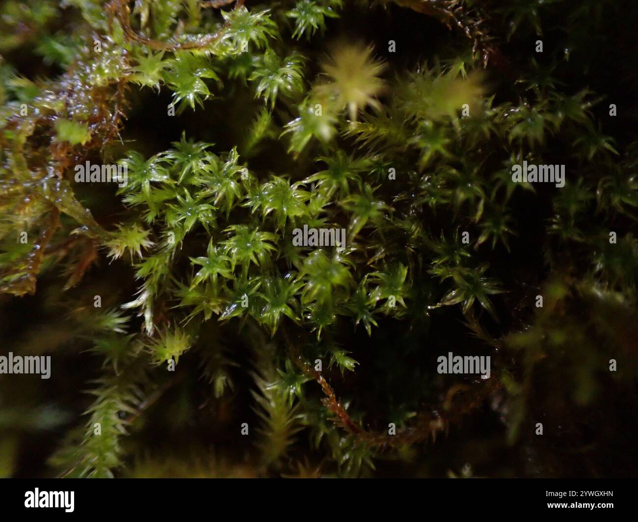 Park Yoke-moss (Zygodon rupestris Stock Photo - Alamy