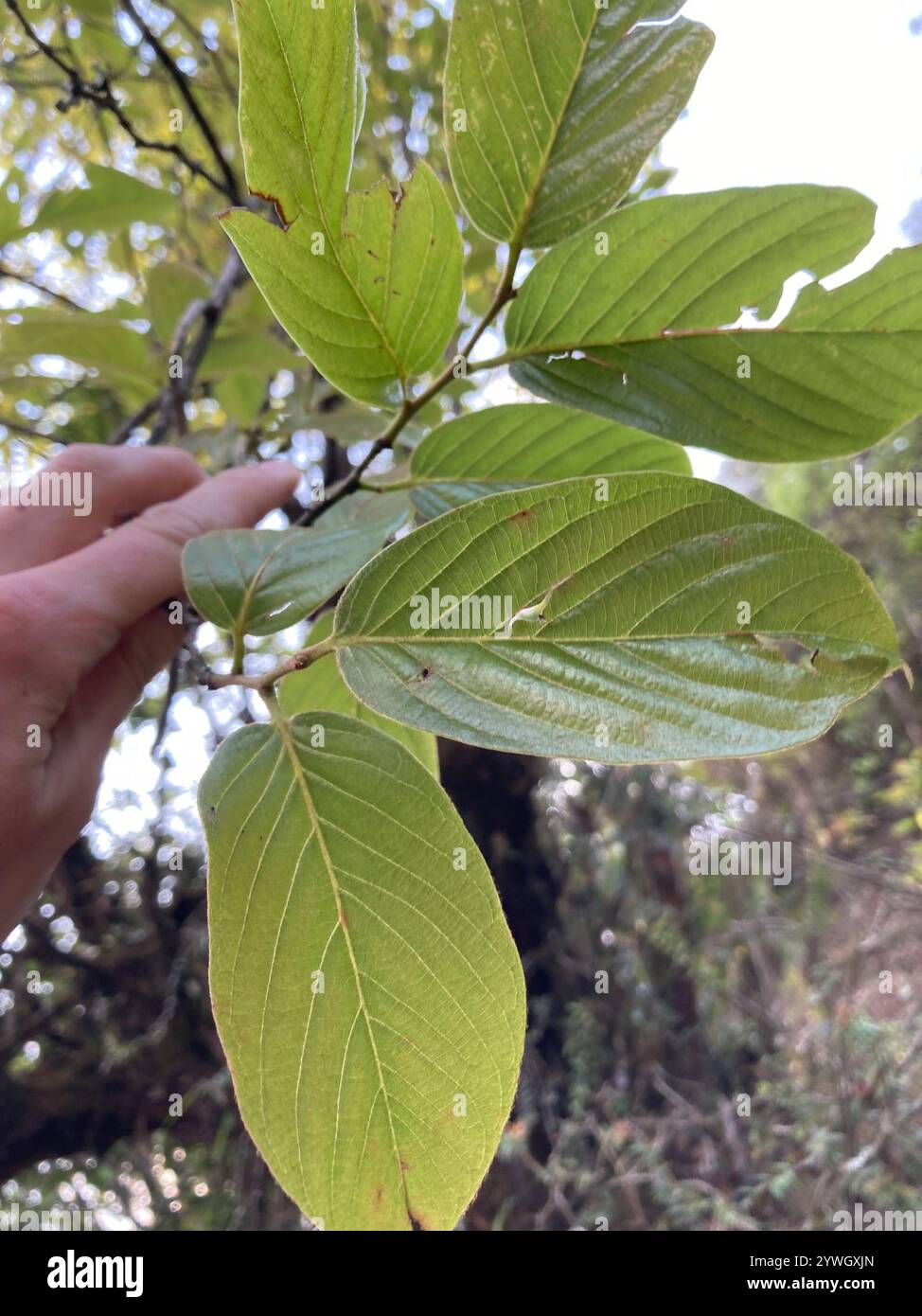 Nepal Alder (Alnus nepalensis Stock Photo - Alamy