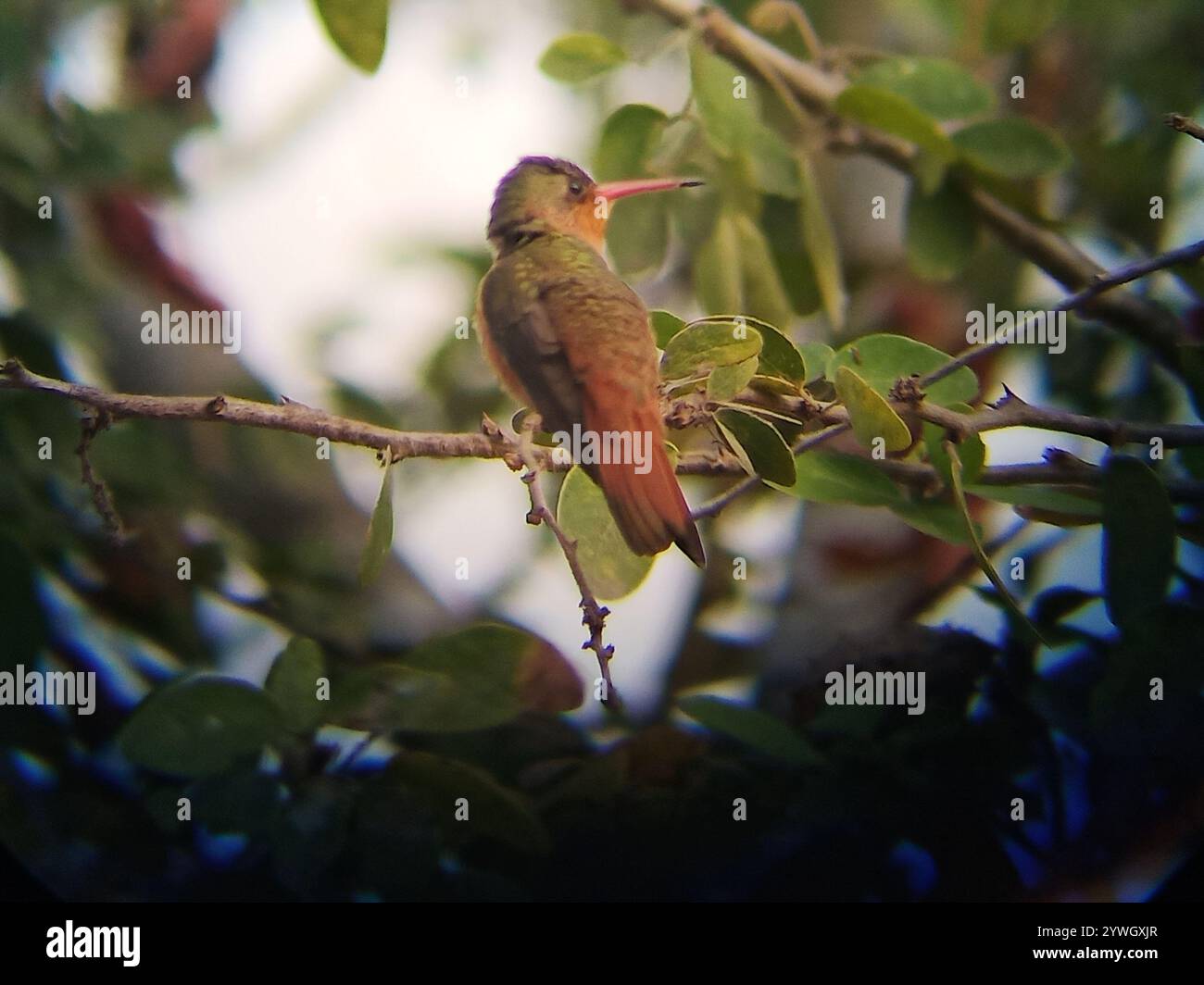 Cinnamon hummingbird amazilia rutila hi-res stock photography and ...