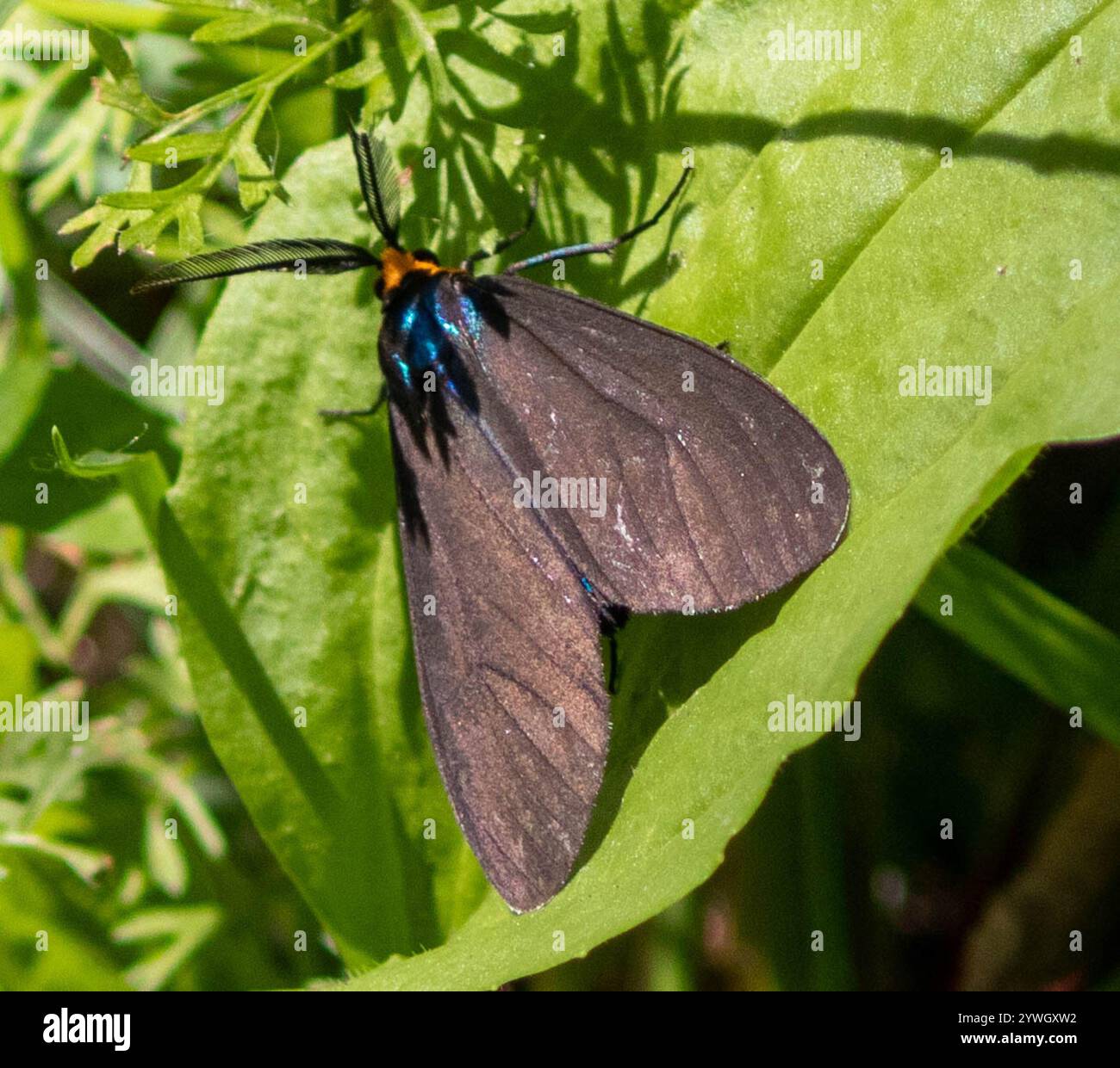 Virginia Ctenucha Moth (Ctenucha virginica Stock Photo - Alamy