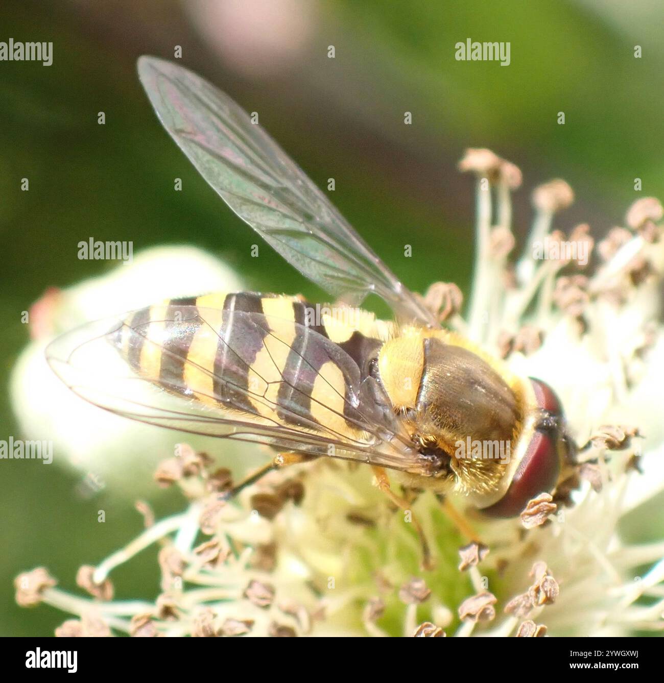 Common Flower Flies (Syrphus Stock Photo - Alamy