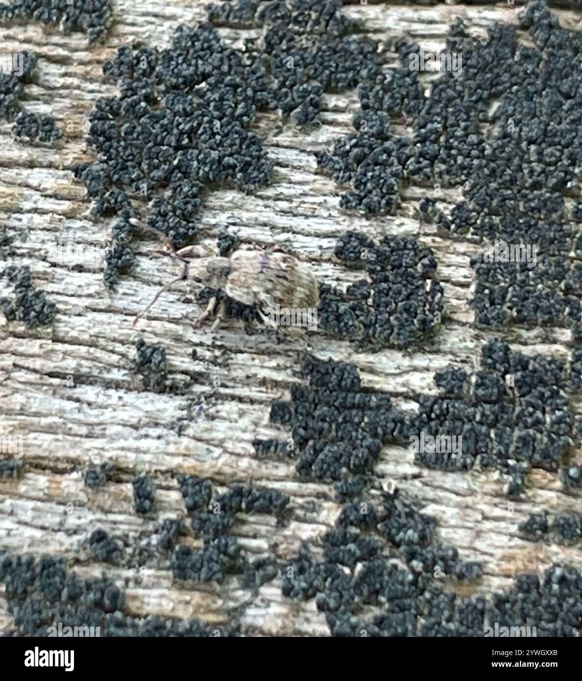 Peach Root Weevil (Pseudoedophrys hilleri Stock Photo - Alamy