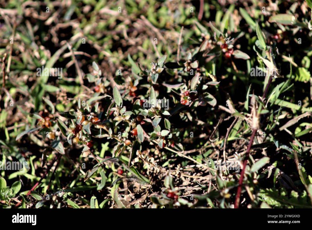 berry saltbush (Atriplex semibaccata Stock Photo - Alamy