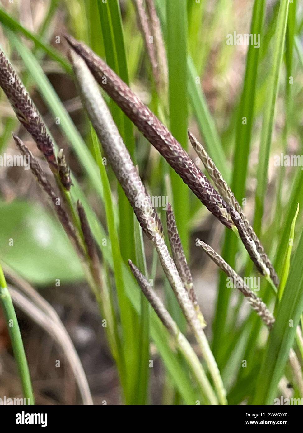 water sedge (Carex aquatilis Stock Photo - Alamy