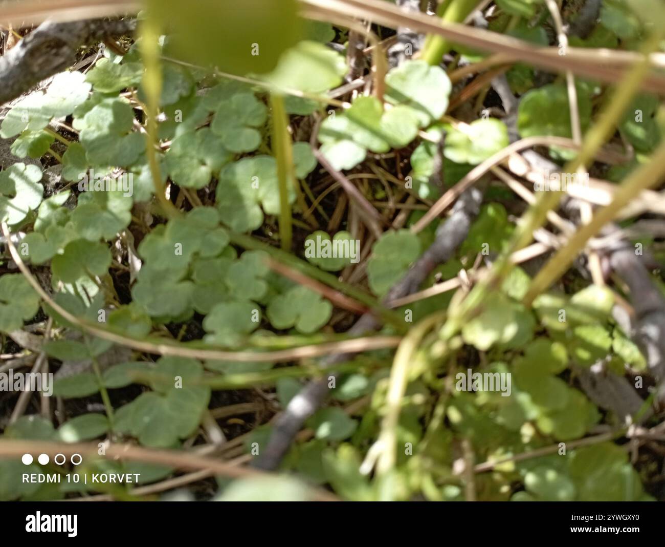northern golden-saxifrage (Chrysosplenium tetrandrum Stock Photo - Alamy