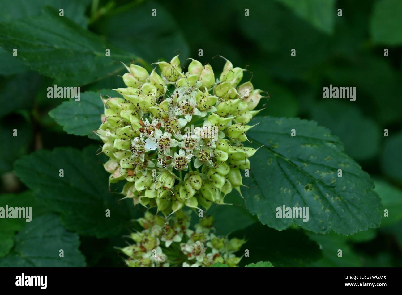 common ninebark (Physocarpus opulifolius Stock Photo - Alamy