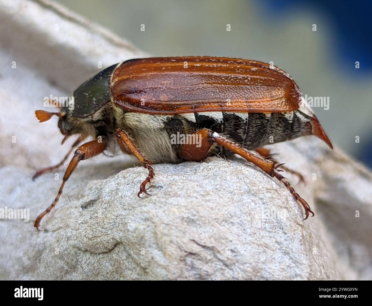 Common Cockchafer (Melolontha melolontha Stock Photo - Alamy
