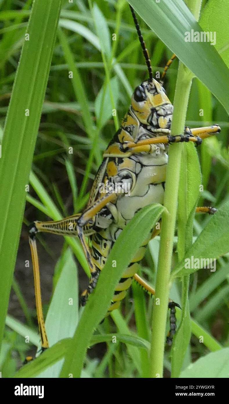Eastern Lubber Grasshopper (Romalea microptera Stock Photo - Alamy