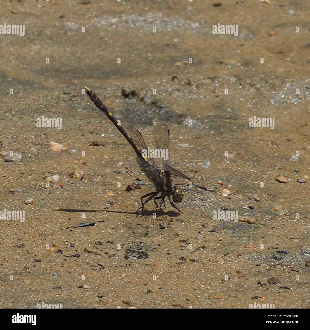 Common Sanddragon (Progomphus obscurus Stock Photo - Alamy