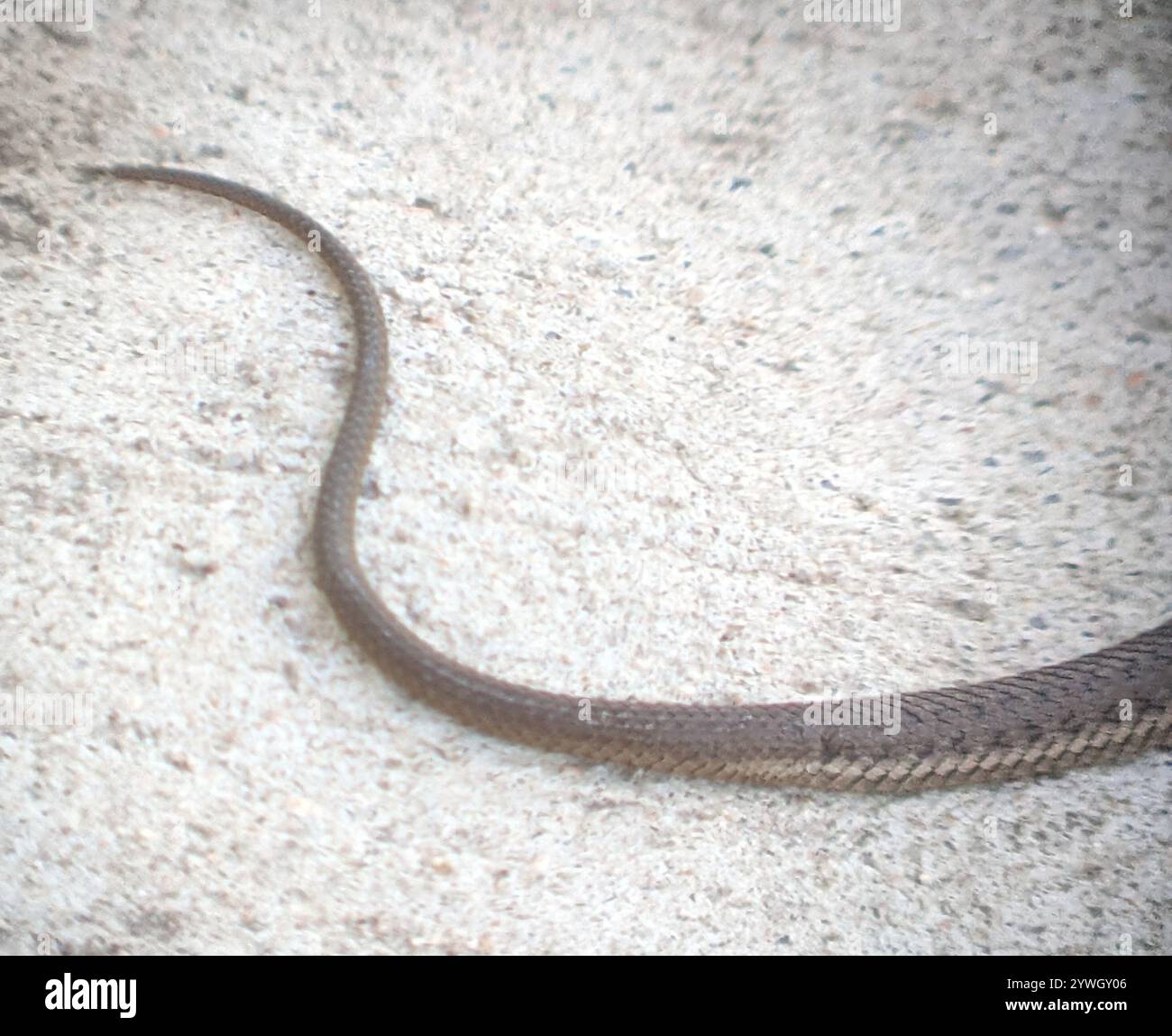 Wandering Garter Snake (Thamnophis elegans vagrans Stock Photo - Alamy