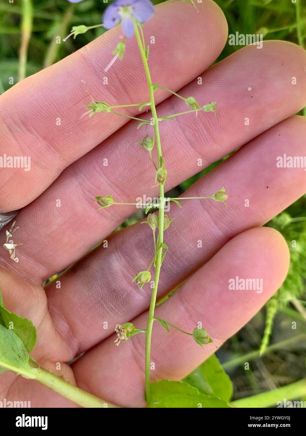 American brooklime hi-res stock photography and images - Alamy