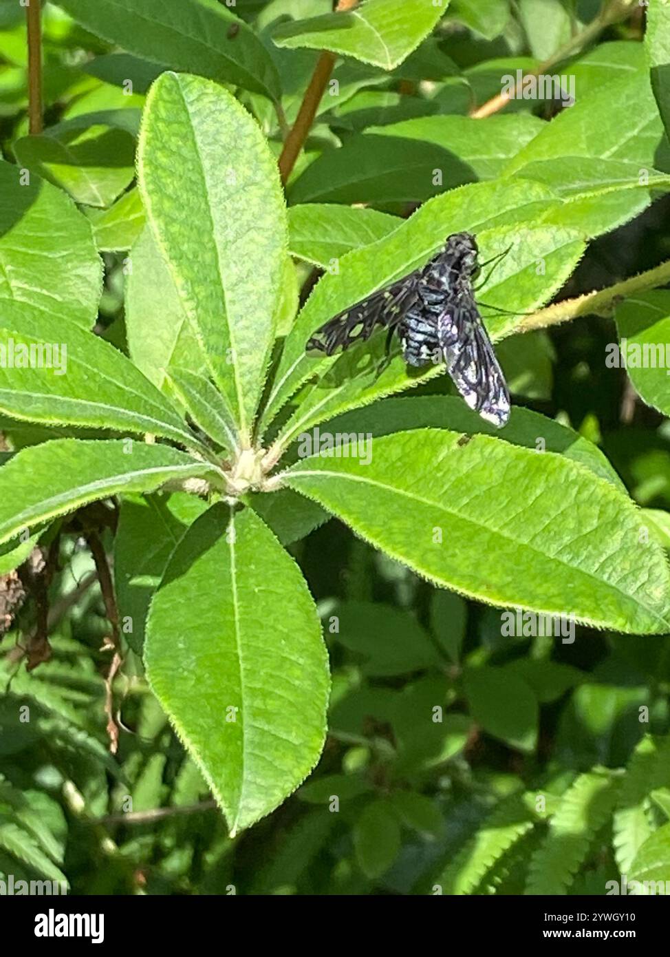 Tiger Bee Fly (Xenox tigrinus Stock Photo - Alamy