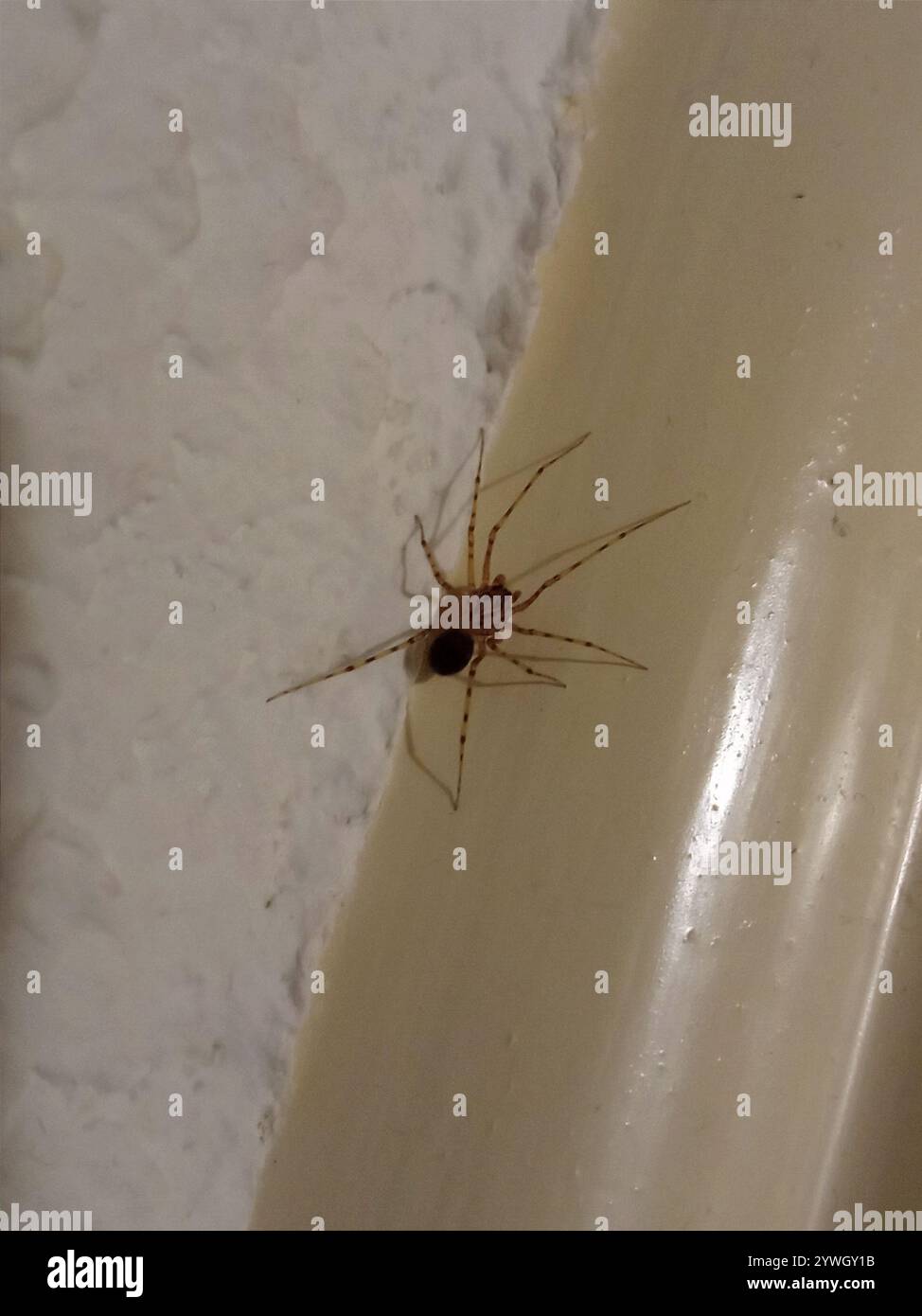 Common Spitting Spider (Scytodes thoracica Stock Photo - Alamy