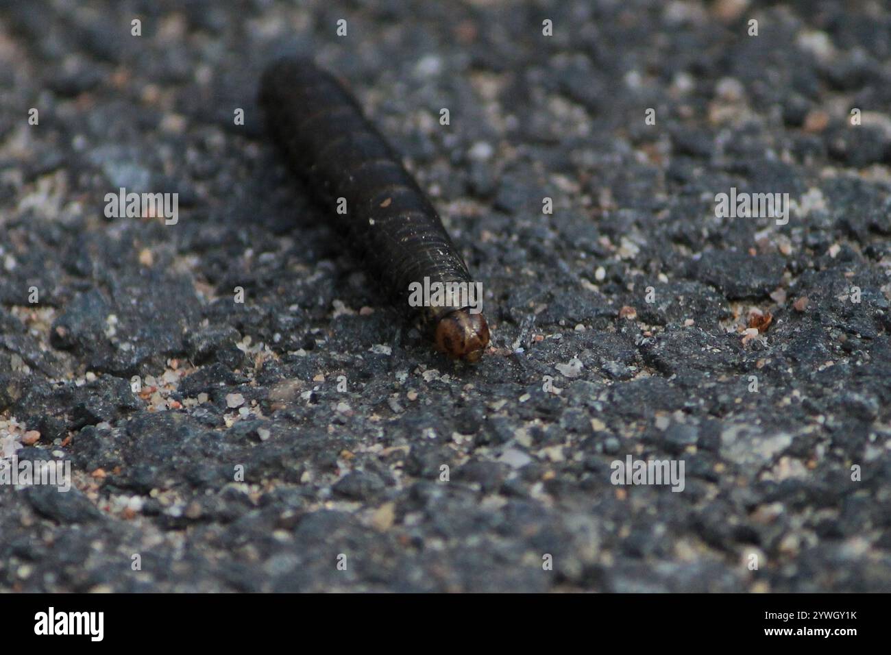 Antler Moth (Cerapteryx graminis Stock Photo - Alamy