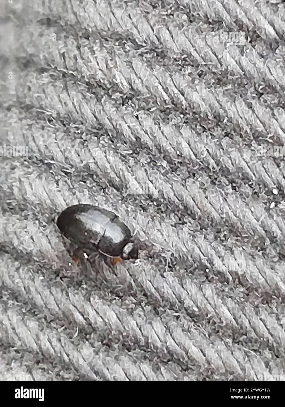 Water, Rove, Scarab, Long-horned, Leaf, and Snout Beetles (Polyphaga ...