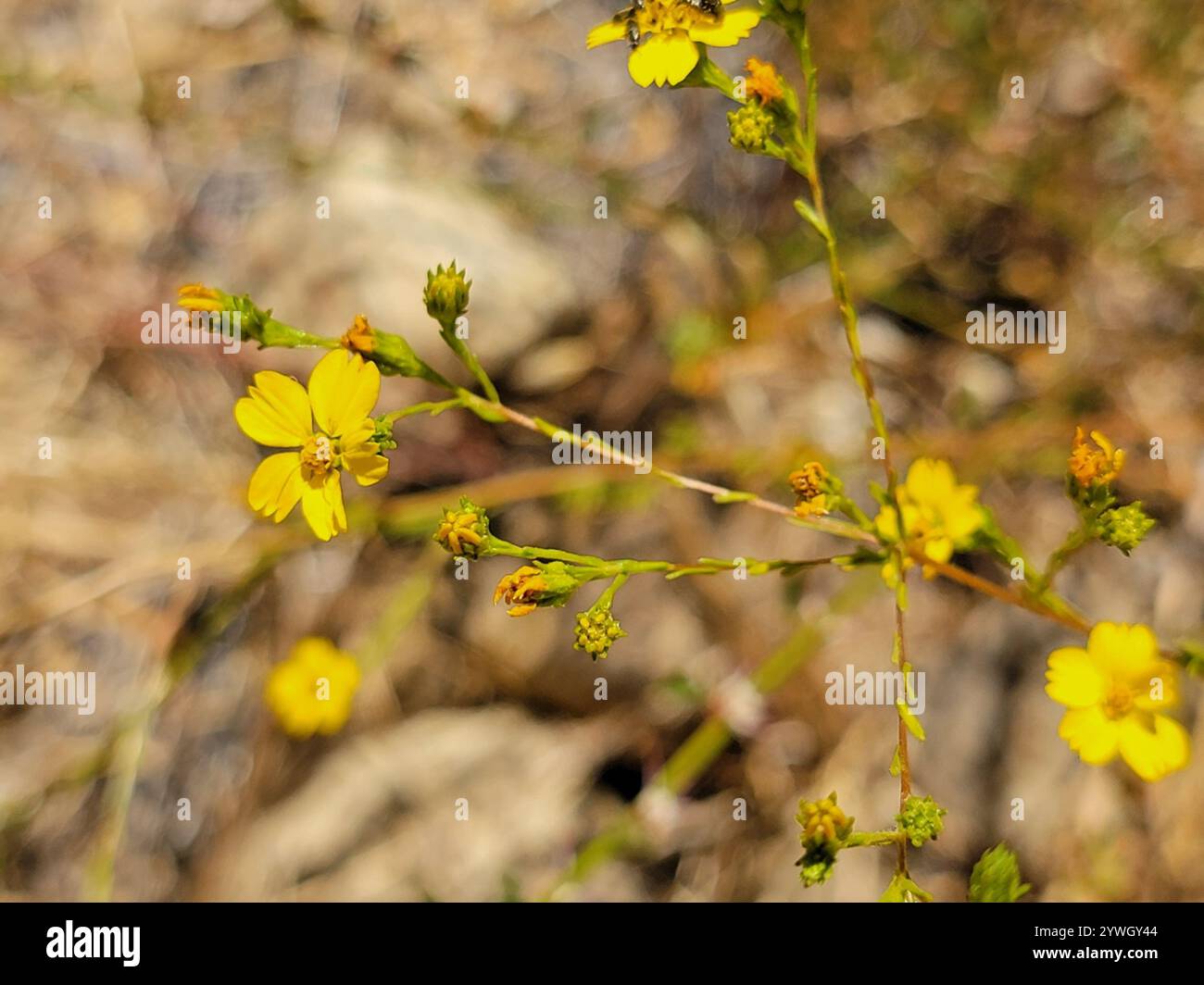 Clustered Tarweed (Deinandra fasciculata Stock Photo - Alamy