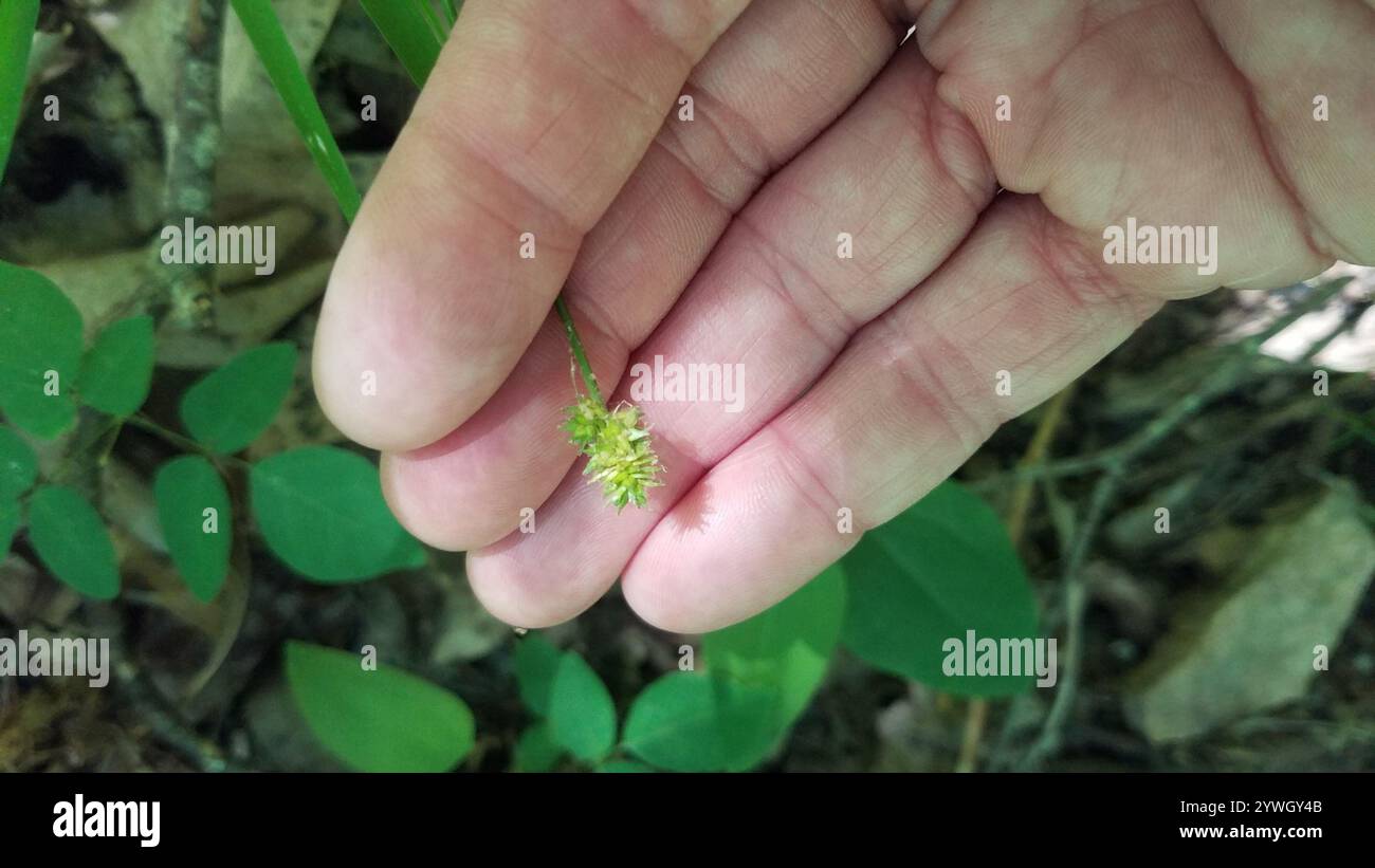 oval-headed sedge (Carex cephalophora Stock Photo - Alamy