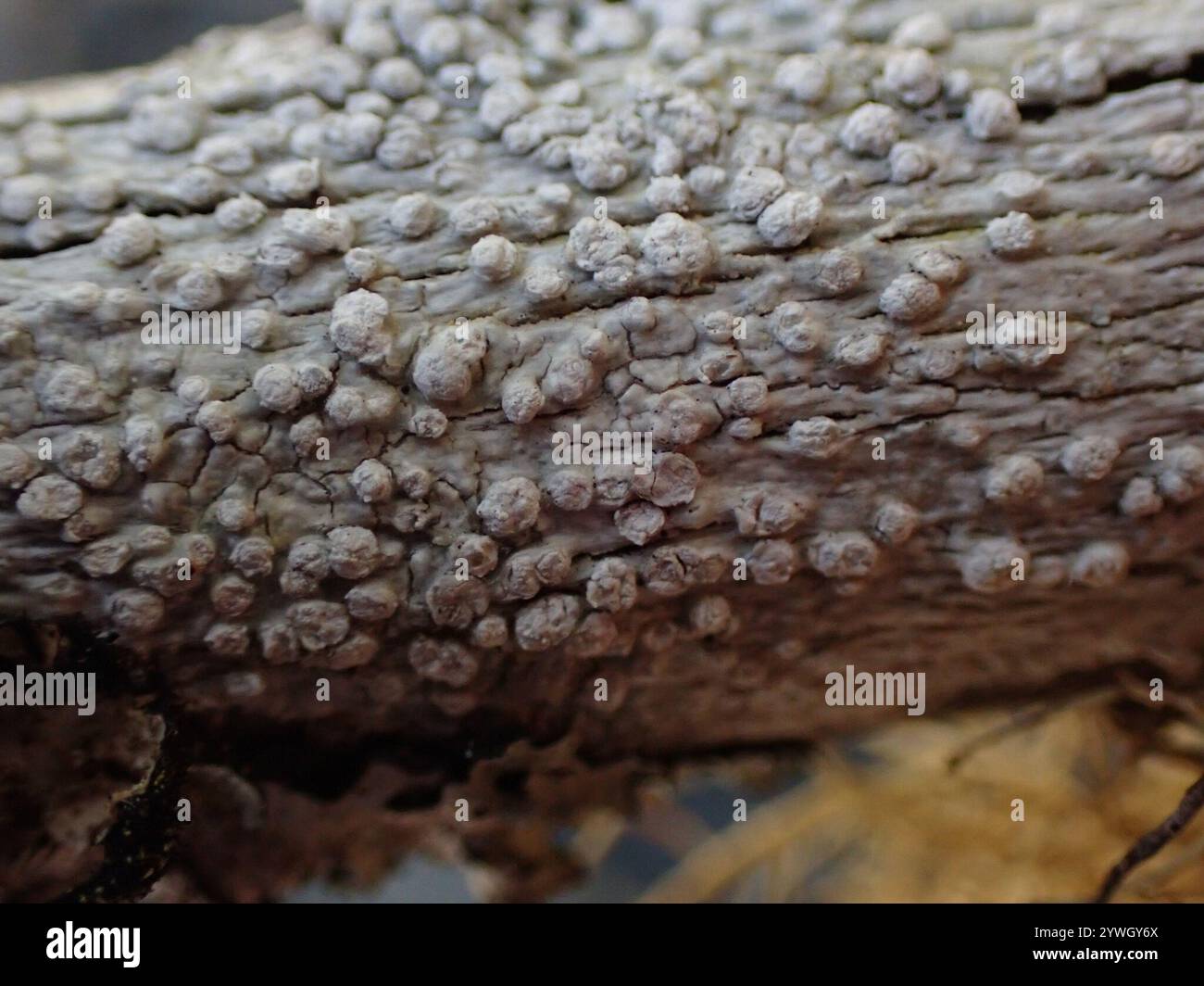 wart lichens, water lichens, and allies (Pertusariales Stock Photo - Alamy