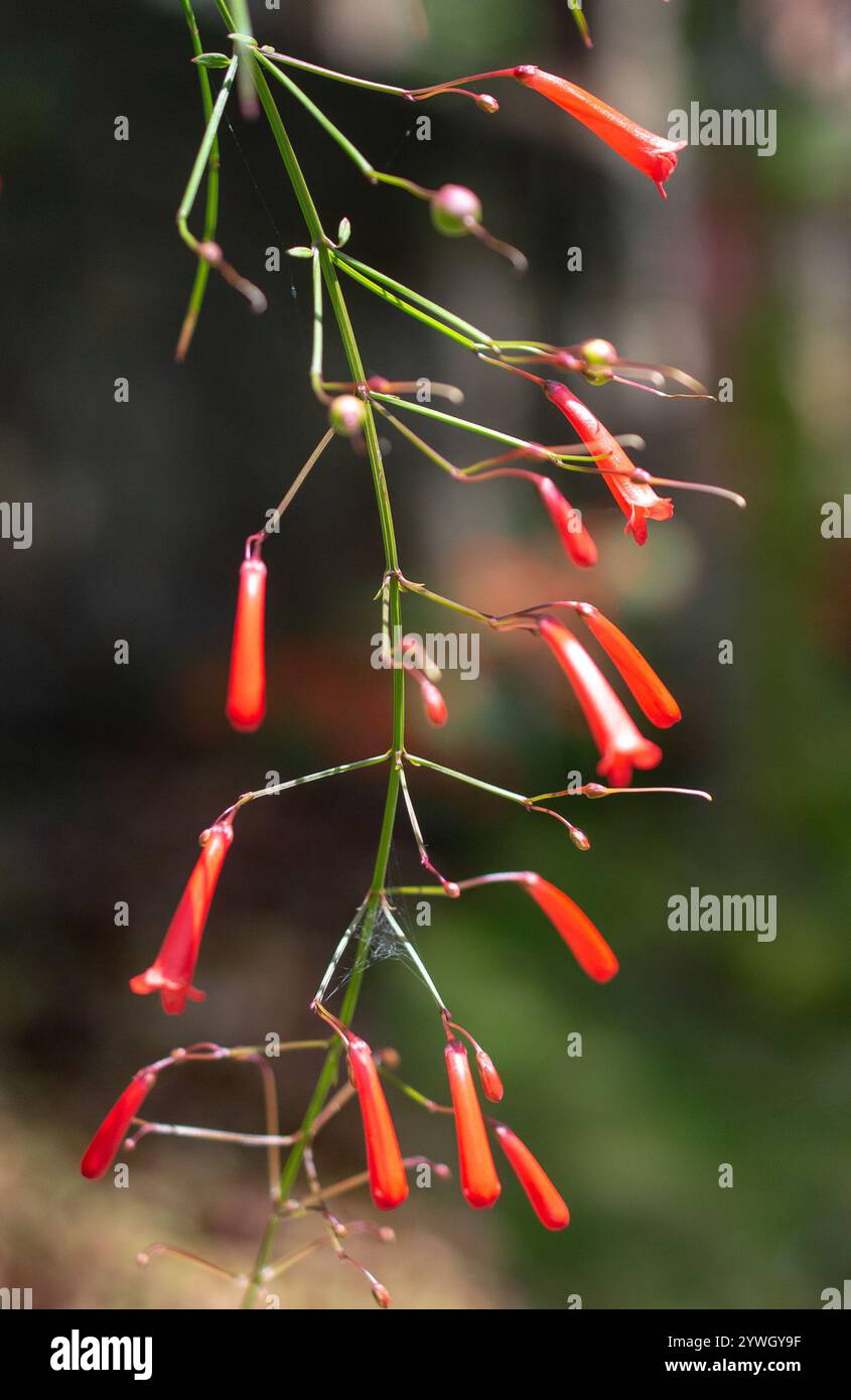 Firecracker plant (Russelia equisetiformis Stock Photo - Alamy