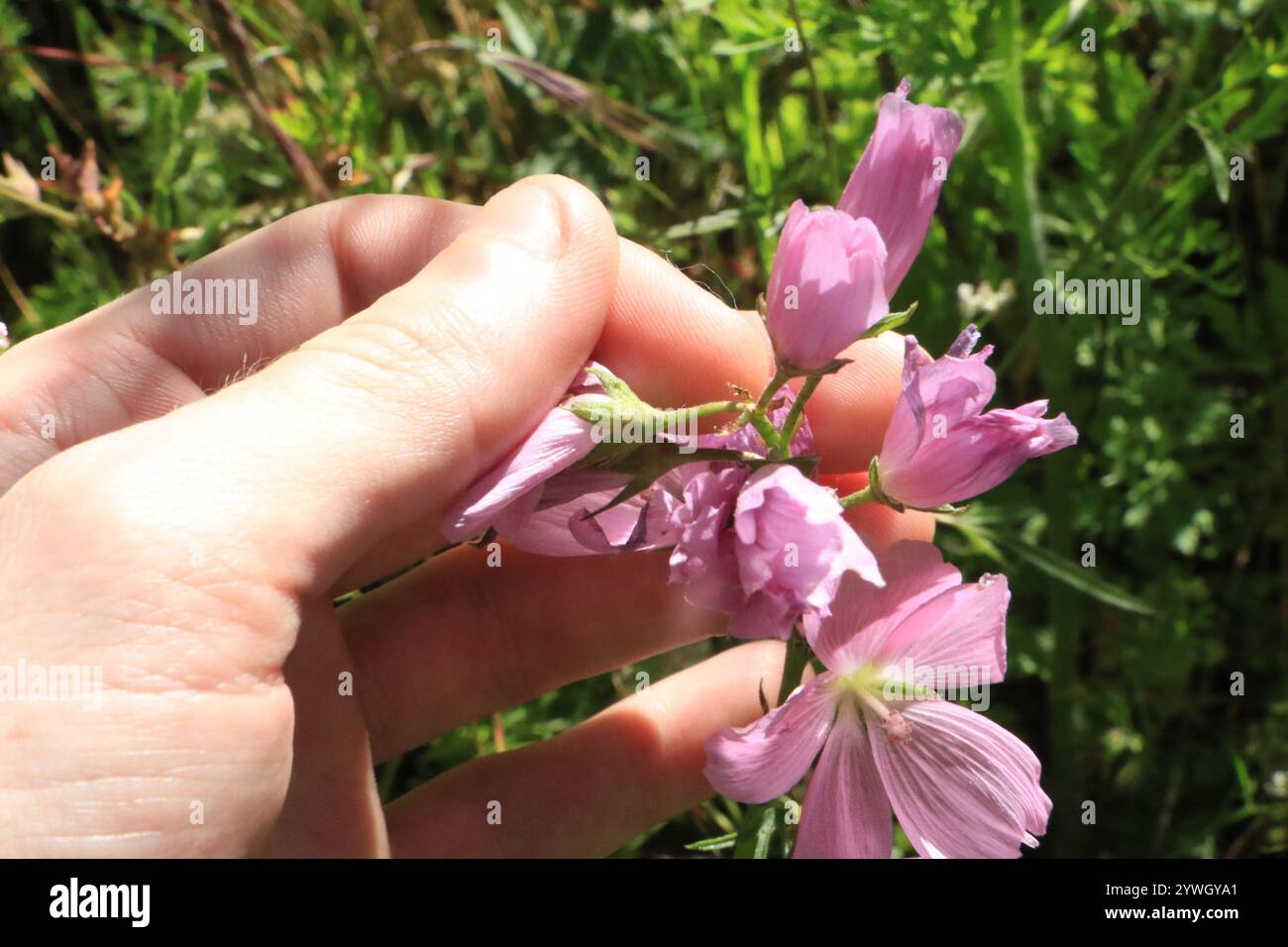 Rose Checkermallow (Sidalcea virgata Stock Photo - Alamy