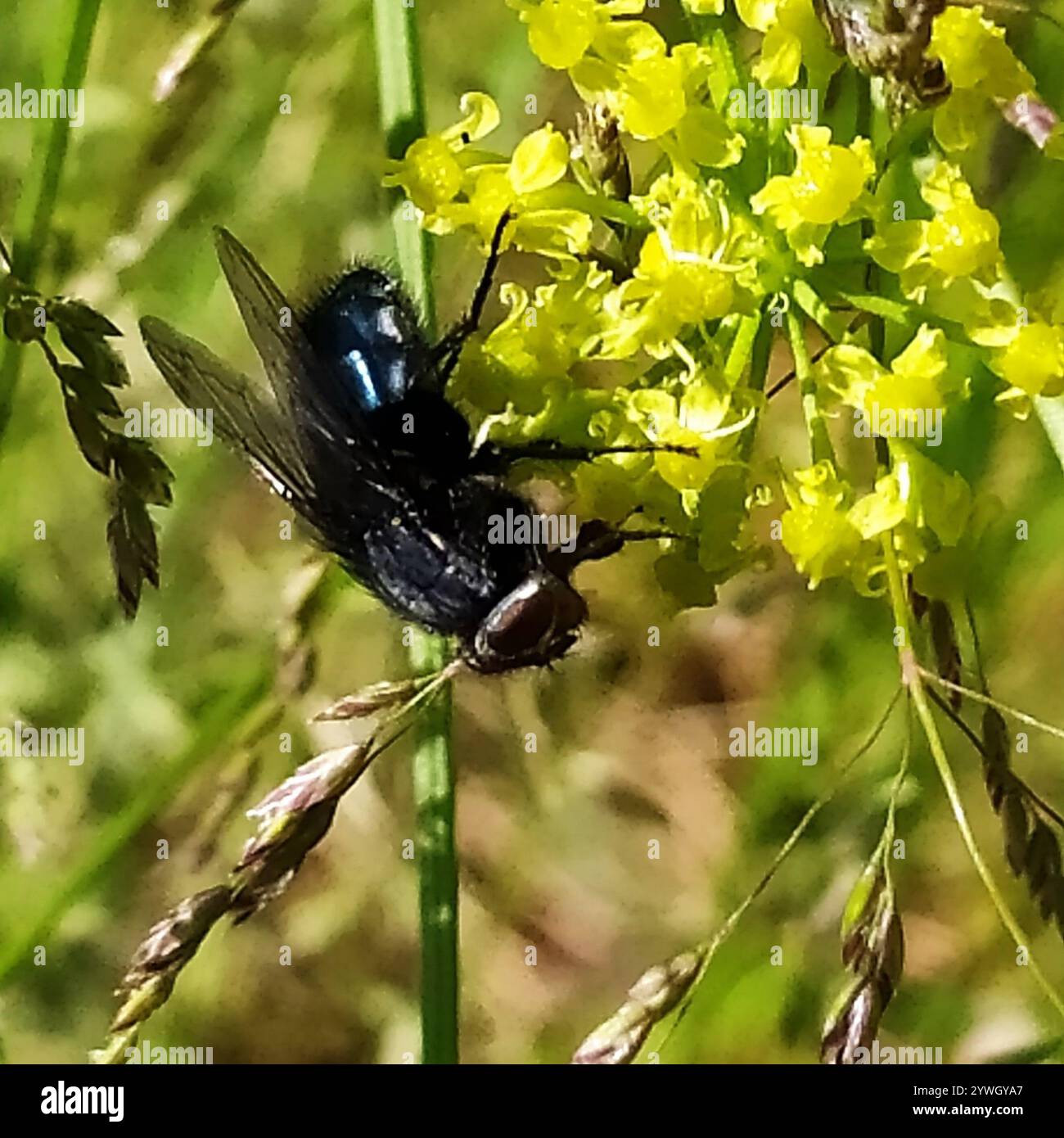 Bluebottle Flies (Calliphora Stock Photo - Alamy