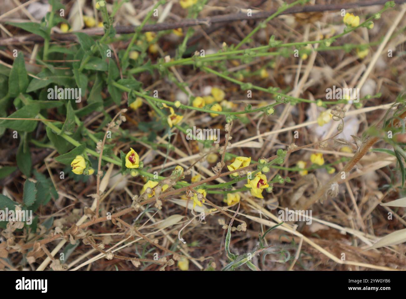 Mullein verbascum sinuatum hi-res stock photography and images - Alamy
