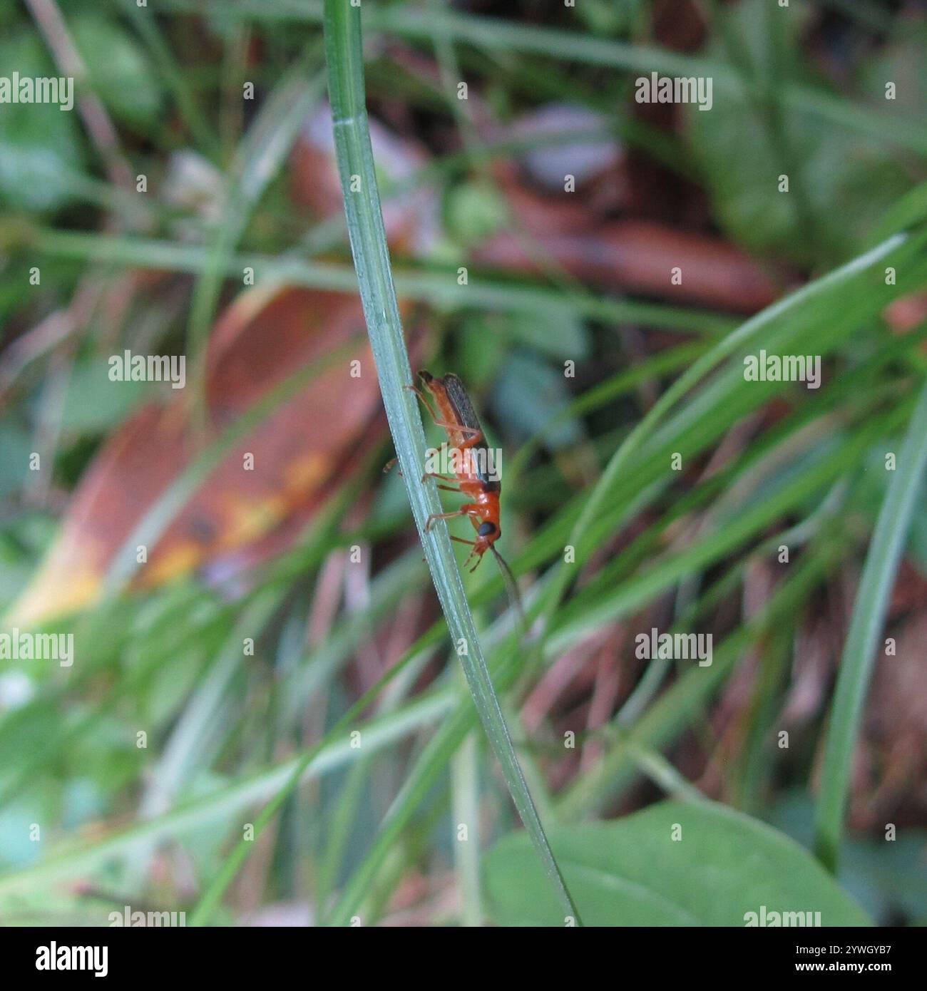 Water, Rove, Scarab, Long-horned, Leaf, and Snout Beetles (Polyphaga ...