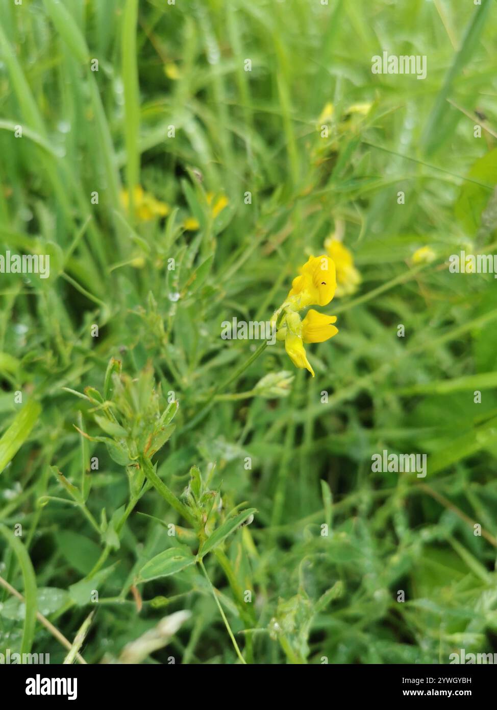 meadow pea (Lathyrus pratensis Stock Photo - Alamy