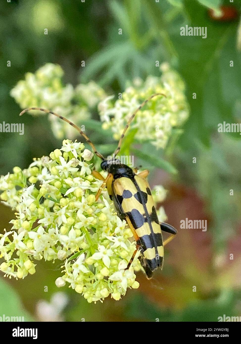 Spotted Longhorn Beetle (Rutpela maculata Stock Photo - Alamy
