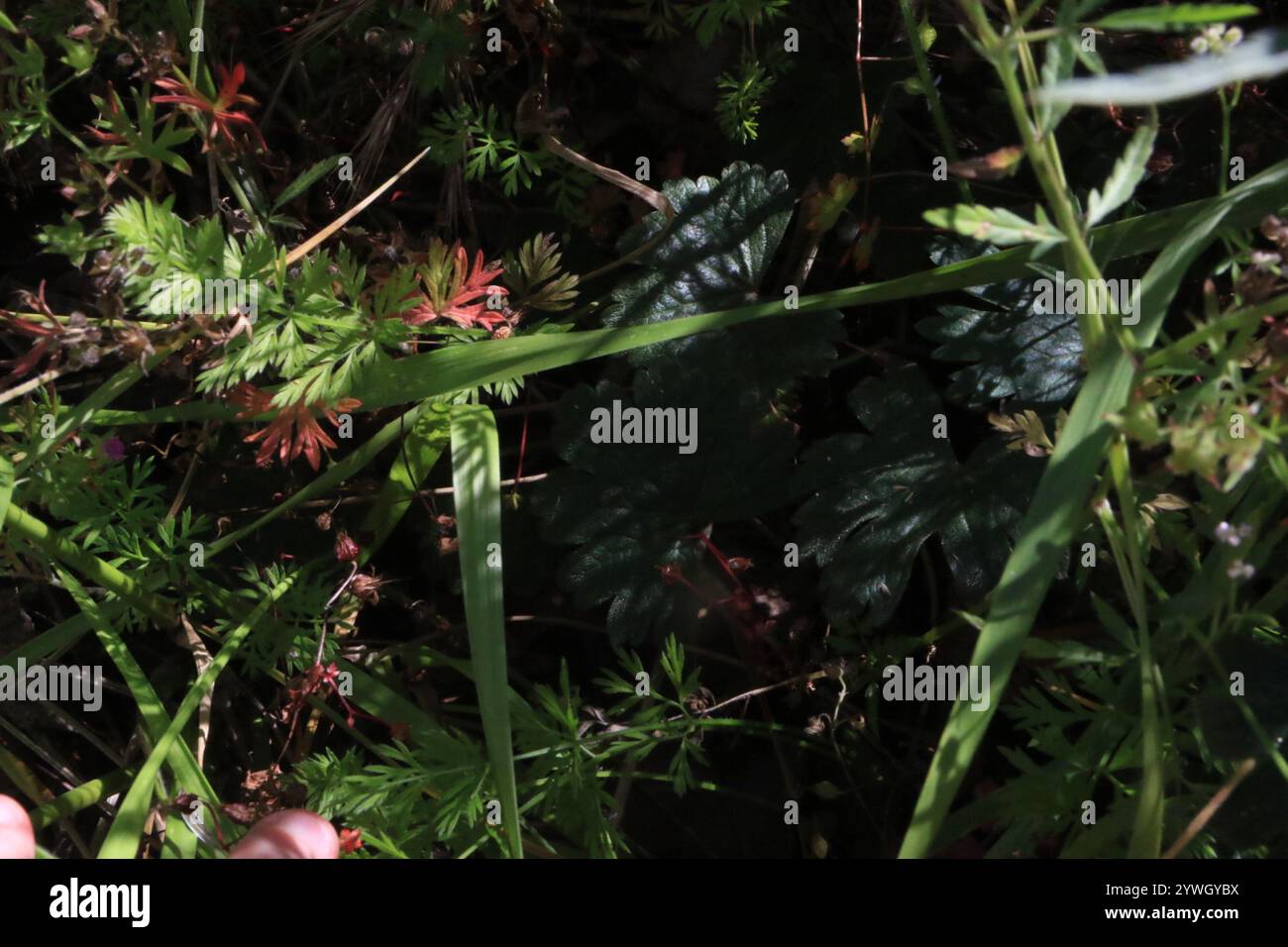 Rose Checkermallow (Sidalcea virgata Stock Photo - Alamy
