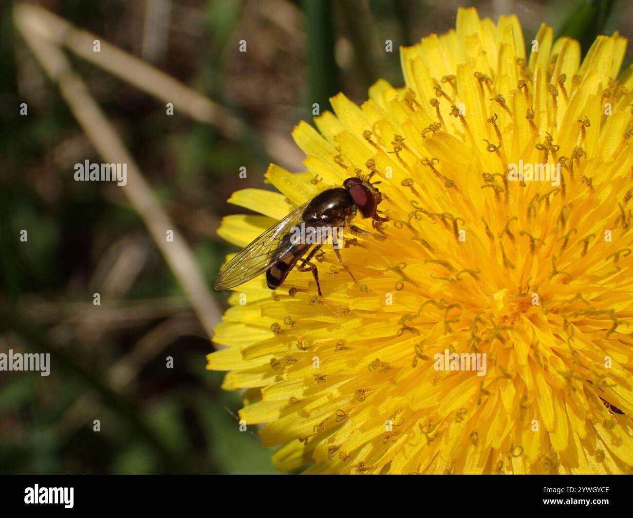 Variable Duskyface Fly (Melanostoma mellinum Stock Photo - Alamy