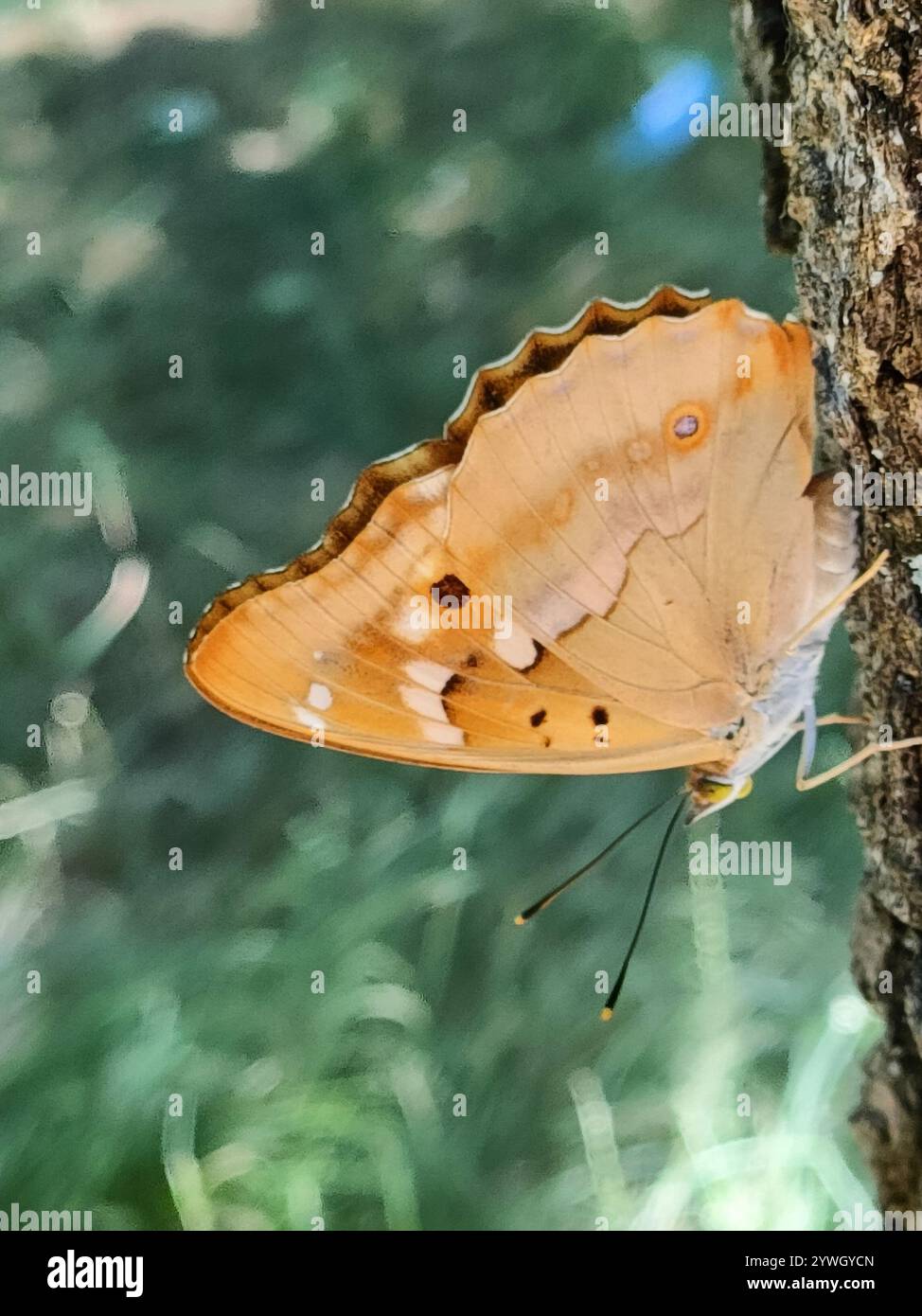Lesser Purple Emperor (Apatura ilia Stock Photo - Alamy