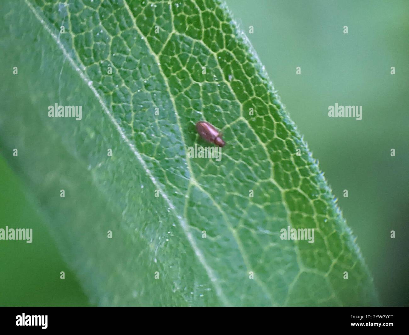 Minute Brown Scavenger Beetles (Latridiidae Stock Photo - Alamy