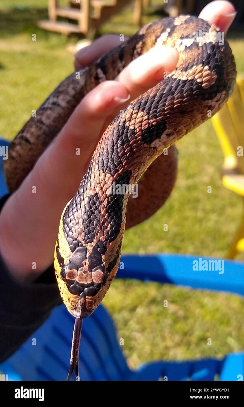 Eastern Hognose Snake (Heterodon platirhinos Stock Photo - Alamy
