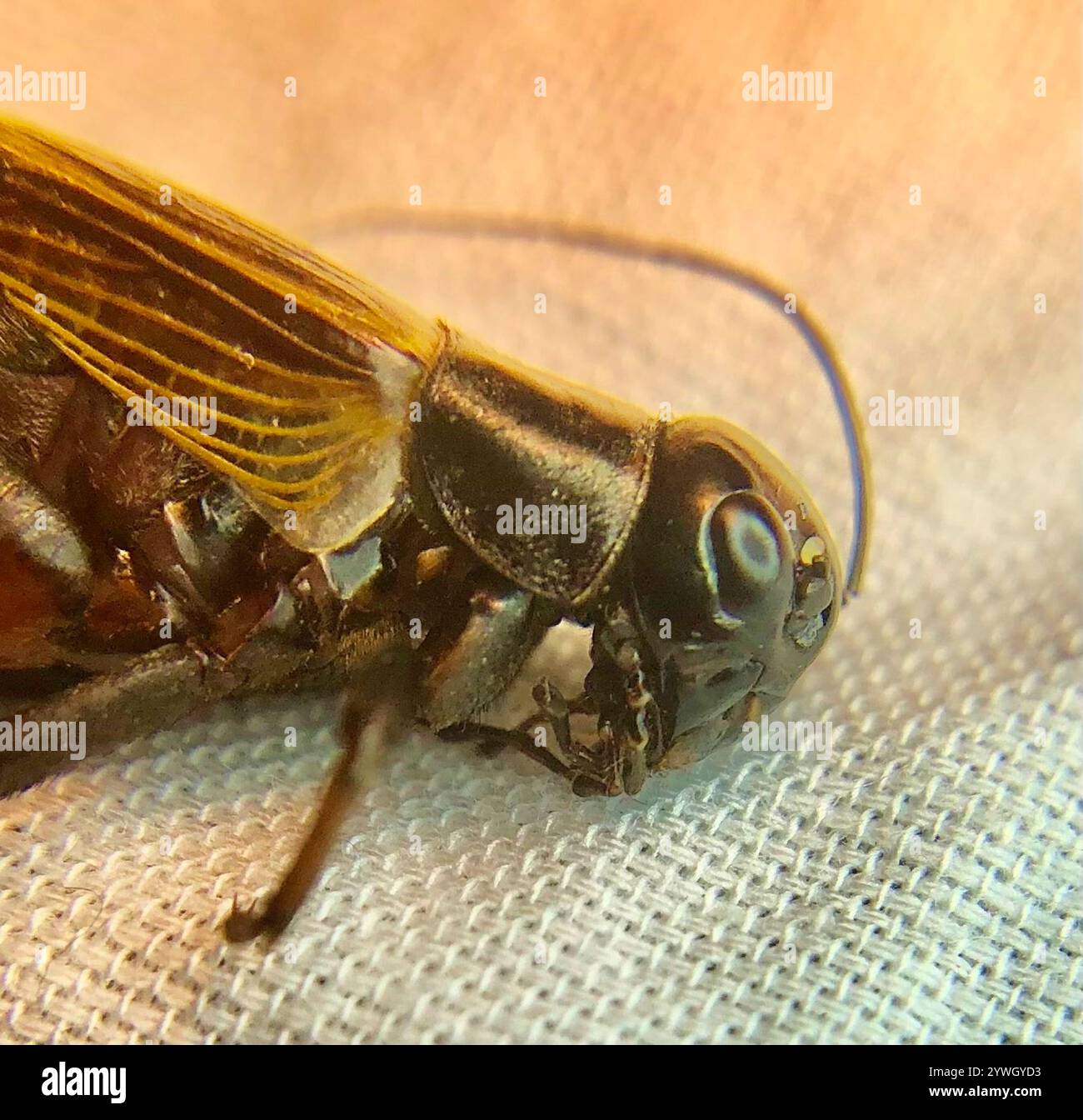 Southern Wood Cricket (Gryllus fultoni Stock Photo - Alamy