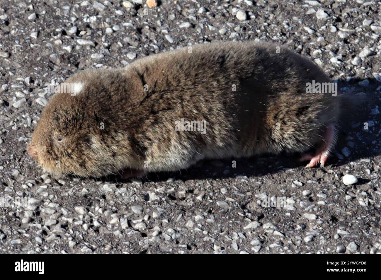 Cryptomys hottentotus hi-res stock photography and images - Alamy