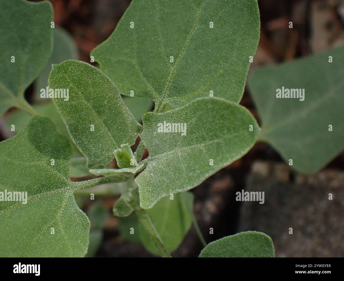 Common Lambsquarters (Chenopodium album Stock Photo - Alamy