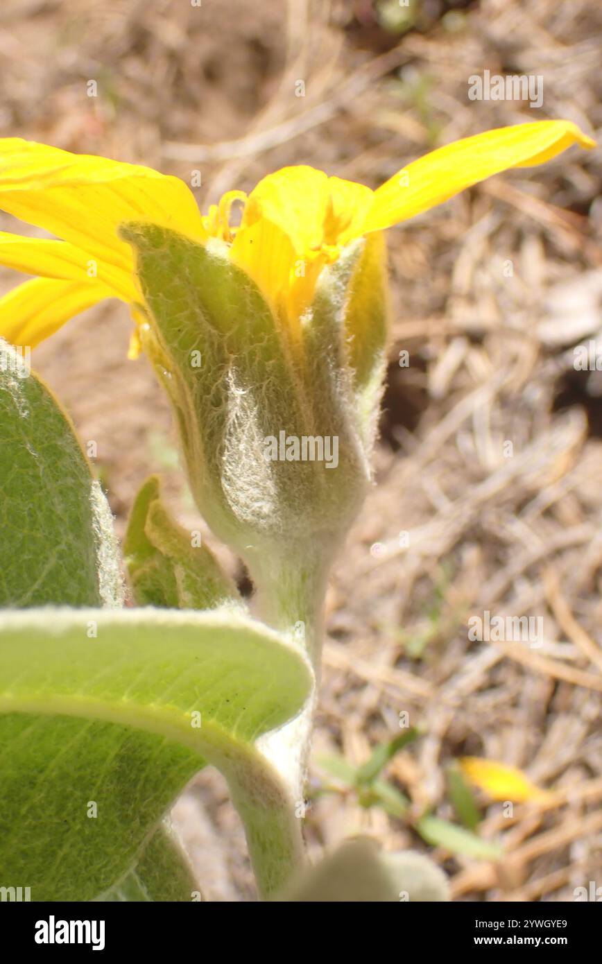 Woolly wyethia hi-res stock photography and images - Alamy