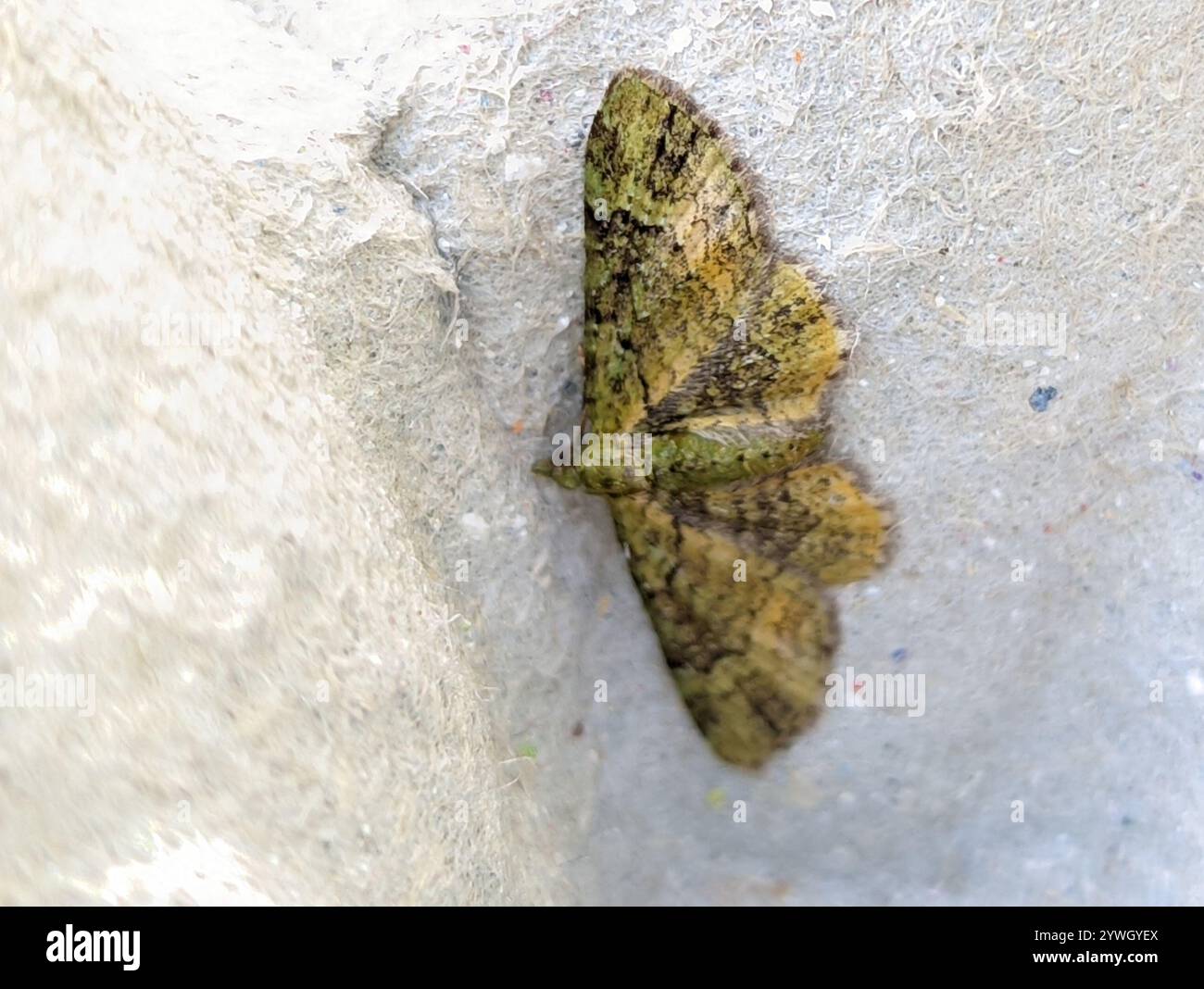 Green Pug (Pasiphila rectangulata Stock Photo - Alamy