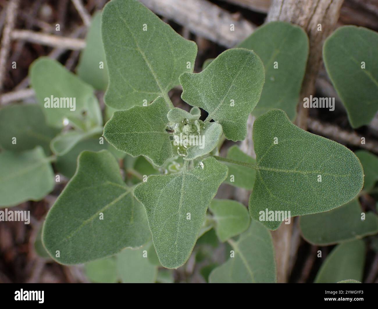Common Lambsquarters (Chenopodium album Stock Photo - Alamy