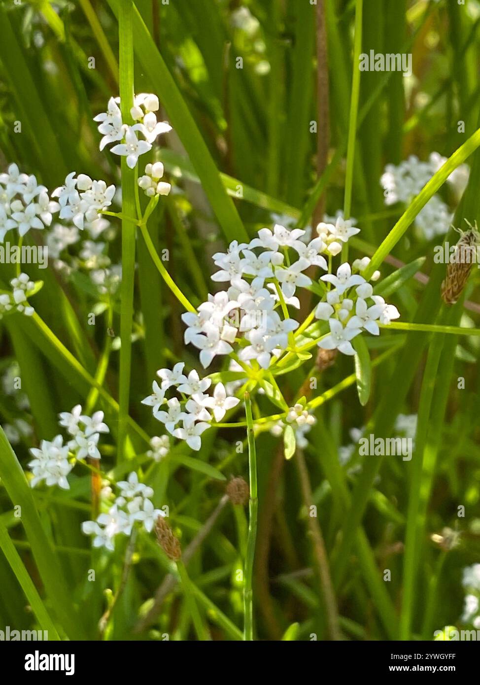 Common Marsh-bedstraw (Galium palustre Stock Photo - Alamy