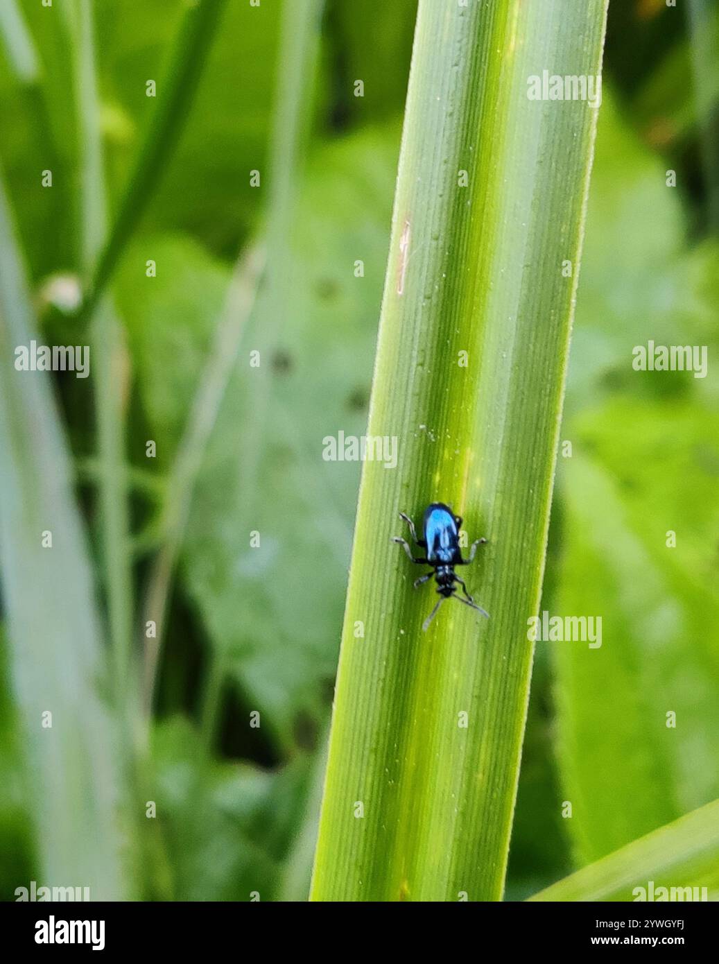 Leaf Beetles (Chrysomelidae Stock Photo - Alamy