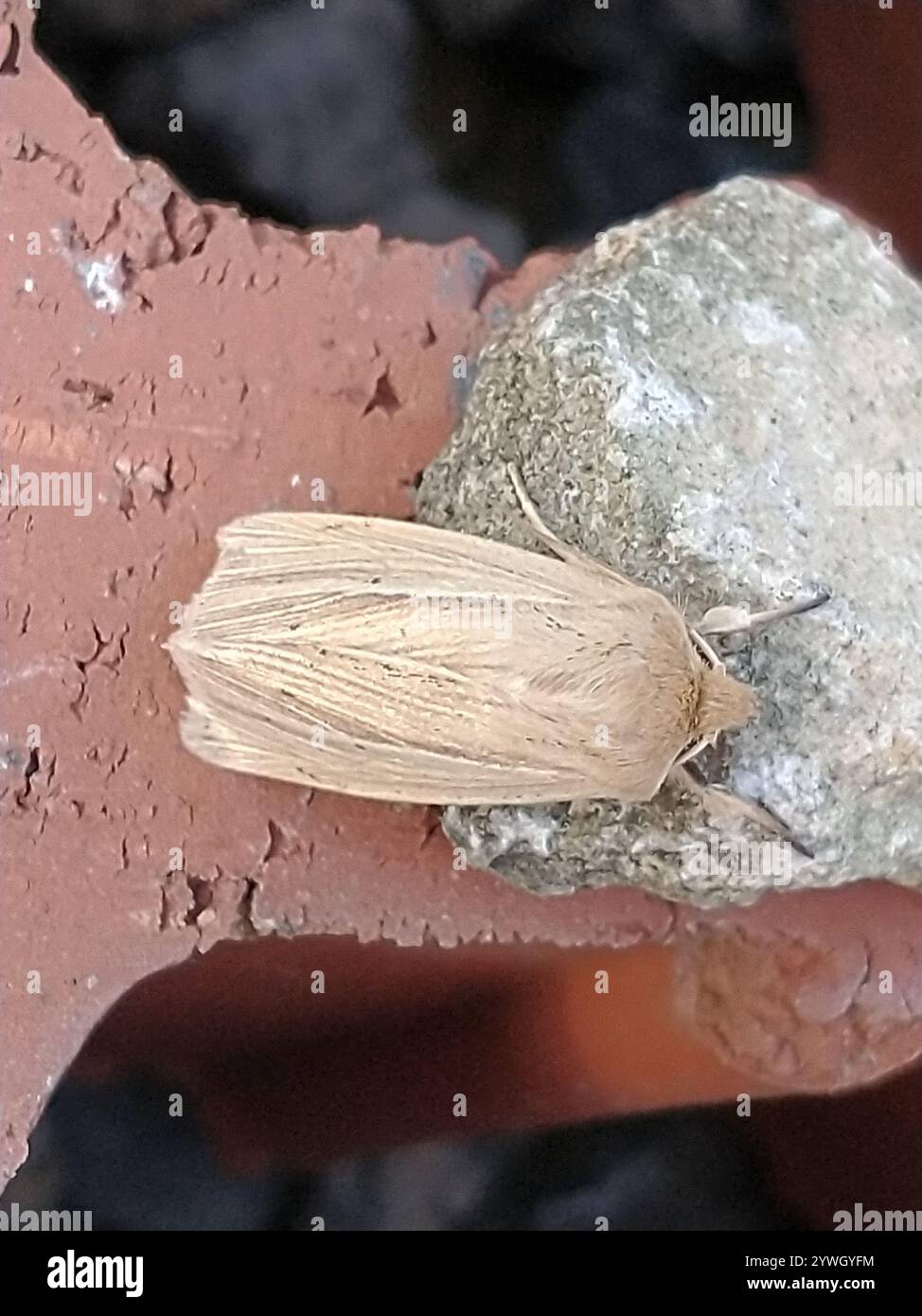Smoky Wainscot (Mythimna impura Stock Photo - Alamy