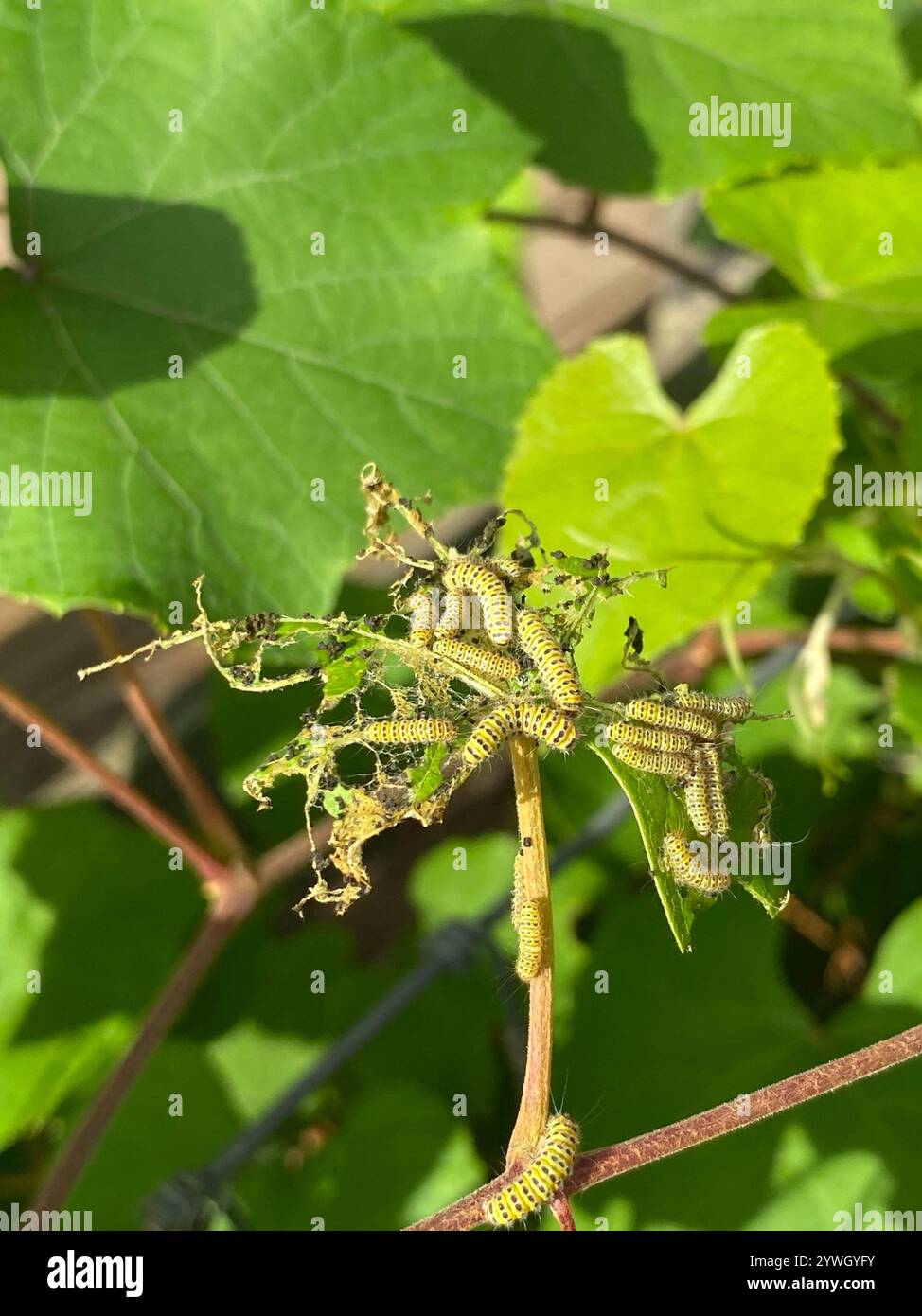 Grapeleaf Skeletonizer Moth (Harrisina americana Stock Photo - Alamy