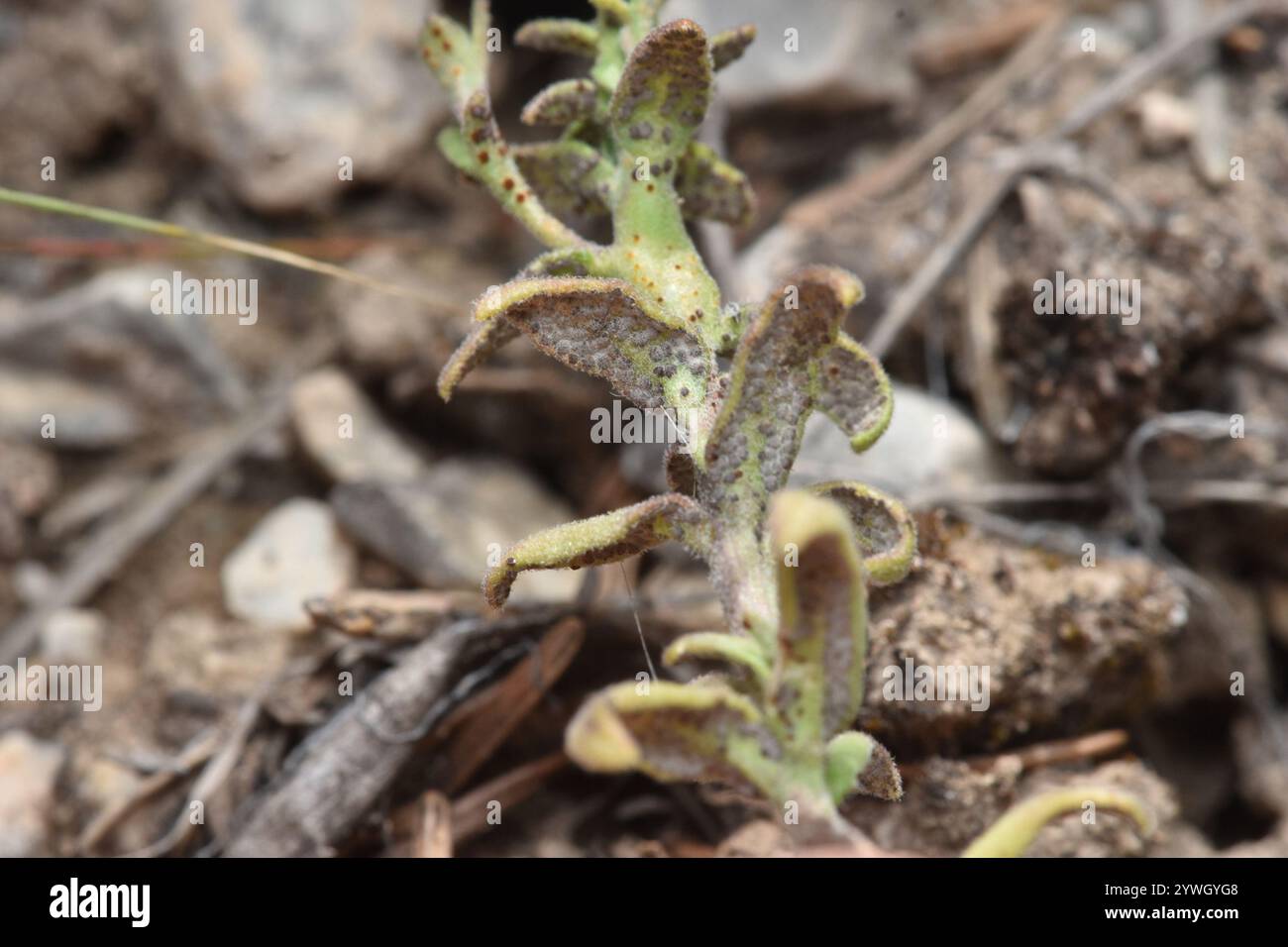 Mustard Flower Rust (Puccinia monoica Stock Photo - Alamy