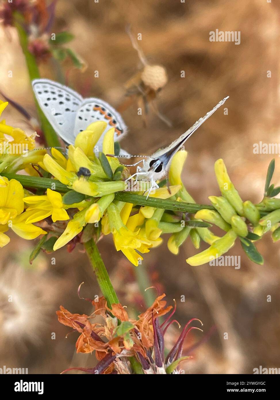 Acmon Blue (Icaricia acmon Stock Photo - Alamy